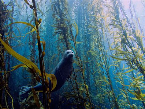 Hd Wallpaper Elephant Seal Wallpaper Flare