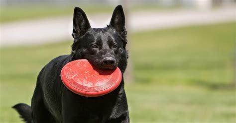 4 Signs Your Dog Isnt Getting Enough Exercise The Kong Company