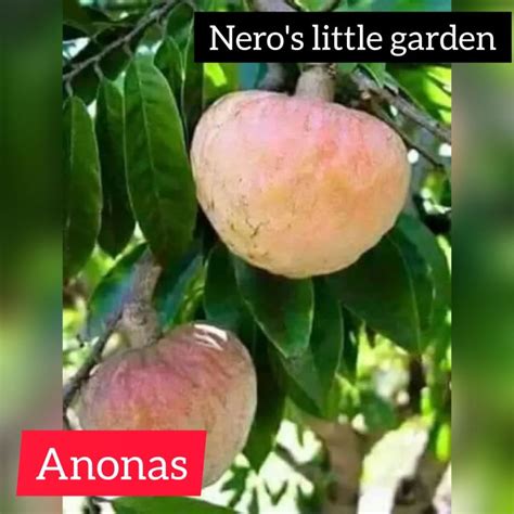 Neros Nlg0000018 Anonas Lazada Ph