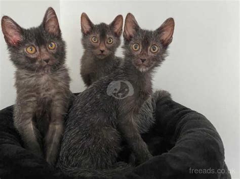 Beautiful Lykoi Werewolf Girls Rare Breed In Maidstone Me14 On