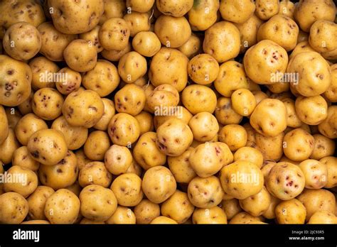 Solanum Phureja Organic Criollo Potato In The Traditional Colombian