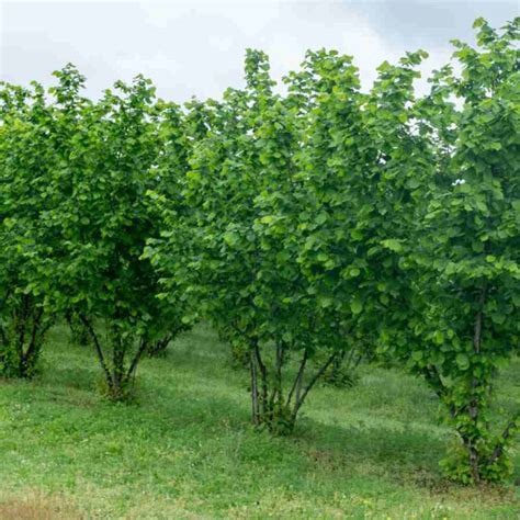 Buy American Hazelnut Tree Plants And Trees Online Pixies Gardens