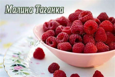Малина Таганка: описание сорта, посадка, уход, отзывы, фото
