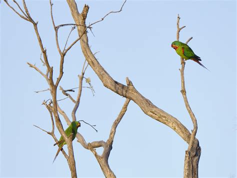 Swift Parrot Policy The Tree Projects