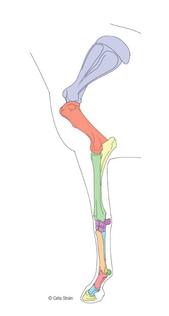 Forelimb Skeletal System Diagram Quizlet