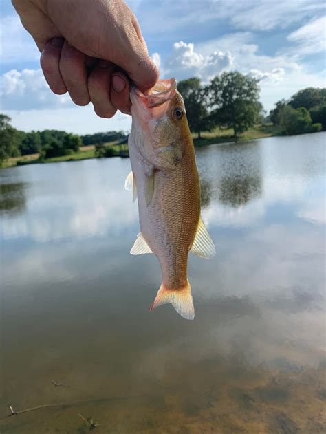 Two Pretty Bass I Caught Today Rbassfishing