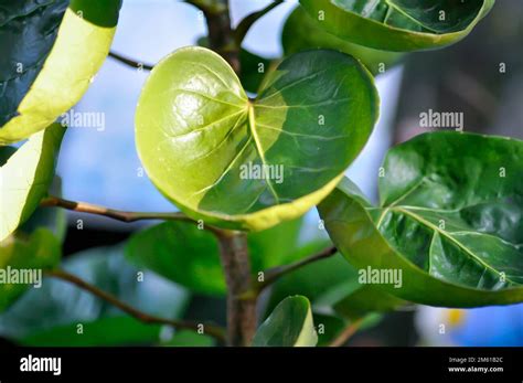 Polyscia Fruticosa L Harms Polyscia Fruticosa Oder Araliaceae Pflanze