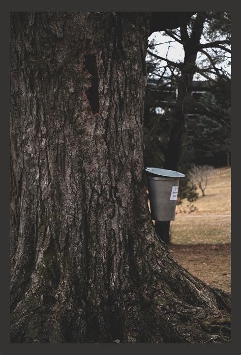 Big Maple Tree Getting Tapped For Syrup Ramateurphotography