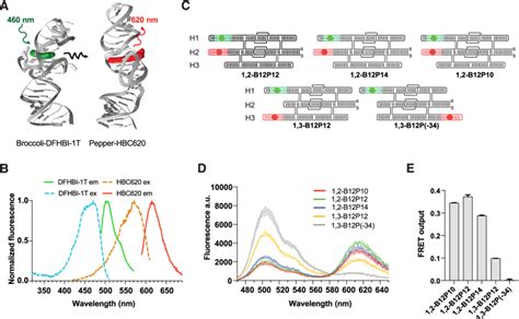 Fret Between Broccoli And Pepper Aptamers A Structural Model Of