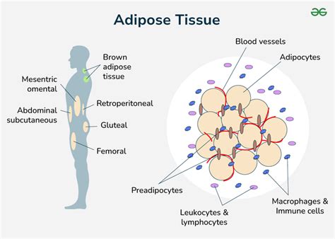 Adipose Tissue GeeksforGeeks