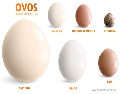 Calorias Do Ovo Cozido Frito Mexido Codorna E Mais MundoBoaForma