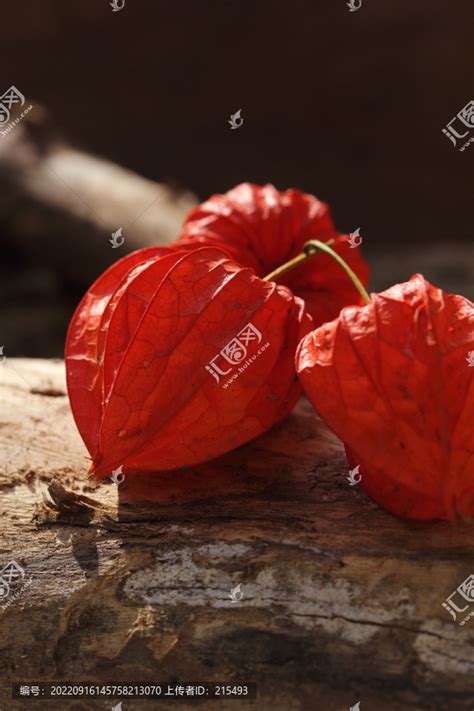 Huitu