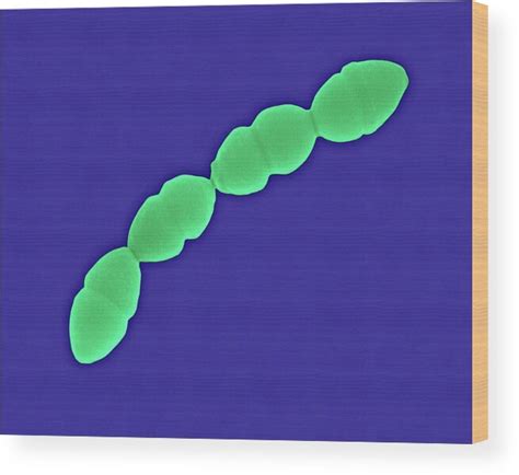 Streptococcus Pneumoniae Coccus Prokaryote 1 Wood Print By Science Photo Library Science