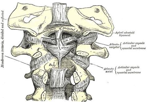 Pictures Of Atlas Axis Jointhealthiack