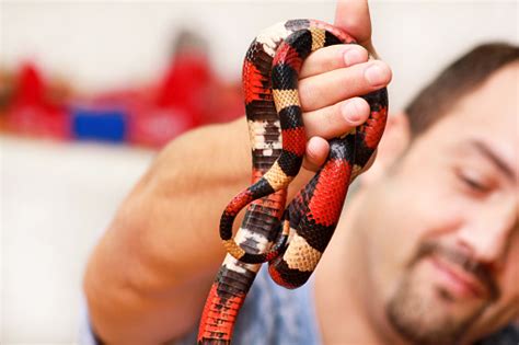 뱀 가진 소년입니다 남자 손 파충류 우유 뱀 Lampropeltis 삼각형에서에서 뱀의 애리조나 종류를 보유 하고있다 이국적인