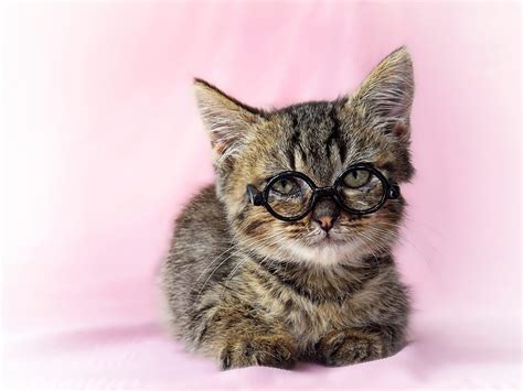 Cutest Kitten In The World