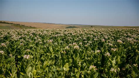 Удължиха до 31 май срока за вписване на тютюнопроизводителите в регистъра Agri Bg