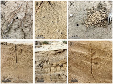 The Coleopterists Society On Twitter LiteratureNotice Hsieh Et Al