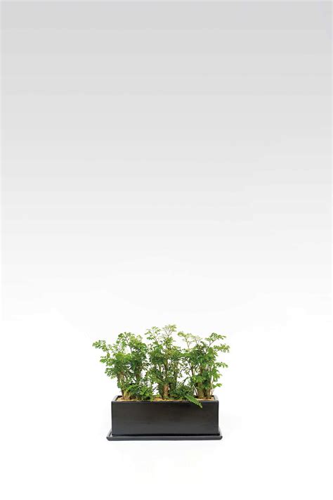 室內座地植物 辦公室植物盆栽 Office Plant Indoor Plant Page 2 Wah King Garden
