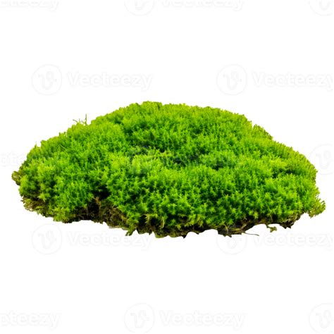 The Green Moss 53385658 Png
