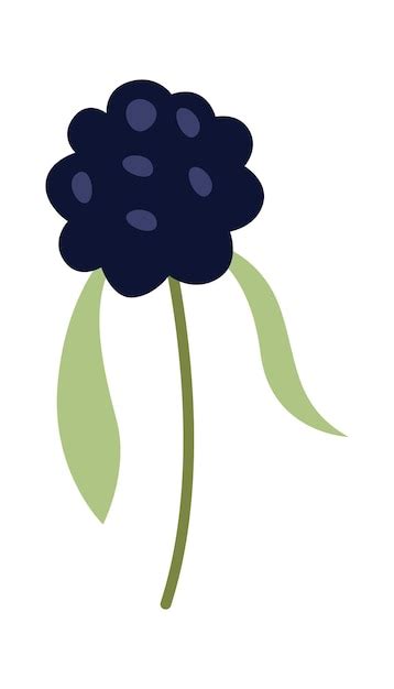 Premium Vector Mulberry Berry On Stem