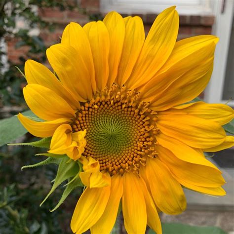 Julie Broglin Books Biography Latest Update