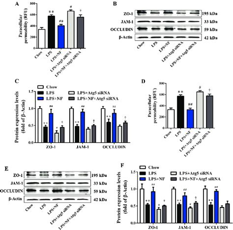 NF Alleviated LPS Impaired Paracellular Permeability By Promoting The