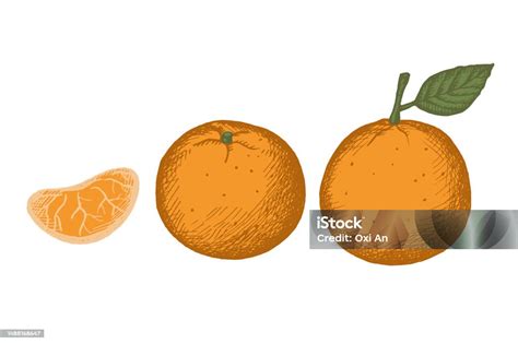 귤 귤 클레멘타인이 있는 장식적인 장식용 배경 손으로 그렸습니다 잎과 과일 조각이 있는 감귤류 식물의 열매 그림 디자인 요소입니다 벡터 그림입니다 광귤에 대한 스톡 벡터