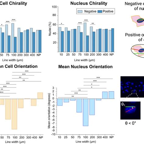 Brain Microvascular Endothelial Cell Chirality Propagation From The