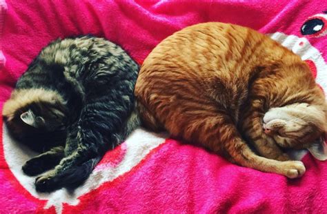 猫のニャンモナイト（アンモニャイト）がかわいい！大量の画像と共に理由を解説