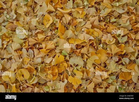 Ginkgo Biloba Commonly Known As Ginkgo Or Gingko Also Known As The