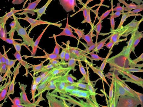 Video Rapid Analysis And Exploration Of Fluorescence Microscopy Images