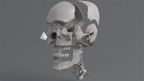 인간의 두개골 해부학 3d 모델 Turbosquid 1562044