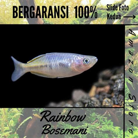 Jual Ikan Rainbow Bosemani Ikan Hias Air Tawar Shopee Indonesia