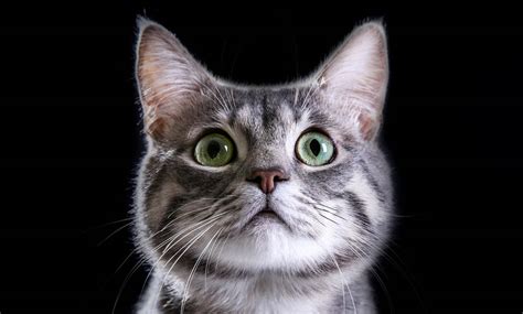 Anal Sac Disease In Cats Cat World
