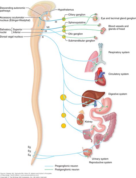 Hypothalamus Autonomic Control By