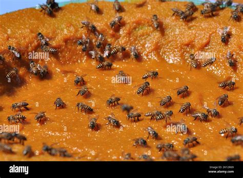 Bee Sucking Nectar Closeup Of Bees Sucking Jam Worker Bees Eating