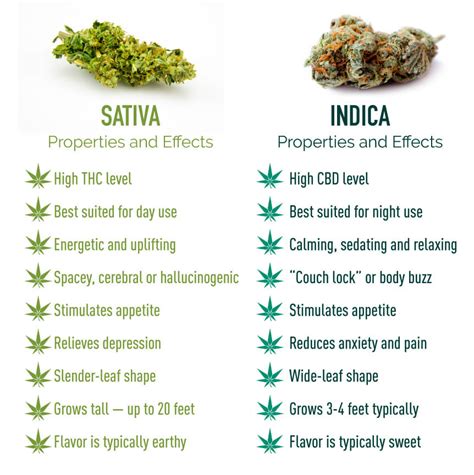 Indica Vs Sativa What Are The Differences Between Cannabis Strains My