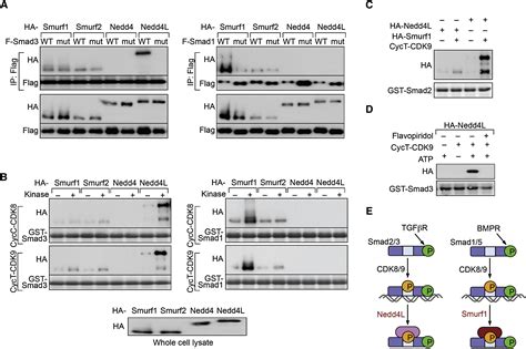 Ubiquitin Ligase Nedd4l Targets Activated Smad23 To Limit Tgf β