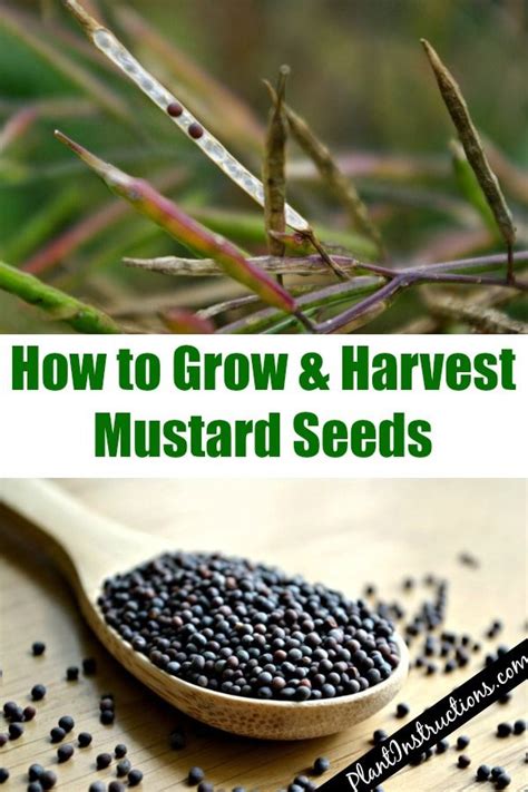 How To Grow Mustard Artofit