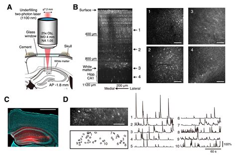 Figures And Data In Two Photon Calcium Imaging Of The Medial Prefrontal