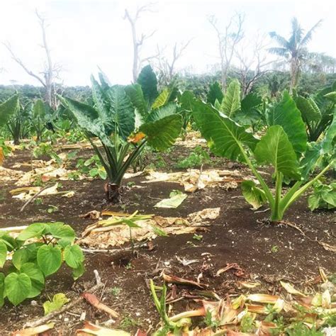 Buy Bulk Kava Wholesale Noble Kava Kava Farm