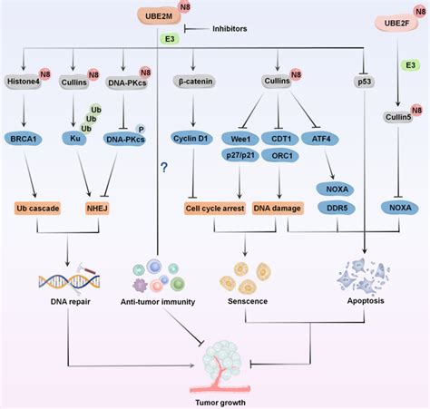 Nedd8 Conjugating Enzyme E2s Critical Targets For Cancer Therapy Pmc