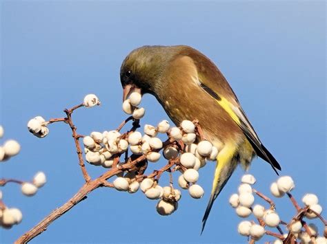 カワラヒワ 亜種カワラヒワ 2022 01 06 日本の野鳥識別図鑑
