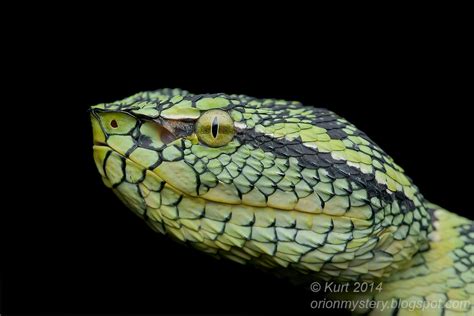 Viper IMG 2526 Copy By Orionmystery On DeviantArt