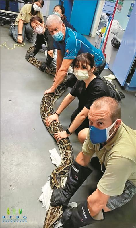 Sai Kung Fears As Python Released In Wild The Standard