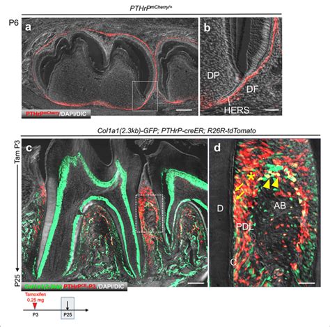 Pthrp Df Mesenchymal Progenitor Cells Differentiate Into Col1a1 Gfp