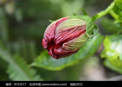 红色朱槿花苞高清图片下载 红动中国
