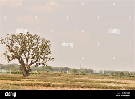 Empty Failed Under Single Tree In India Stock Photo Alamy