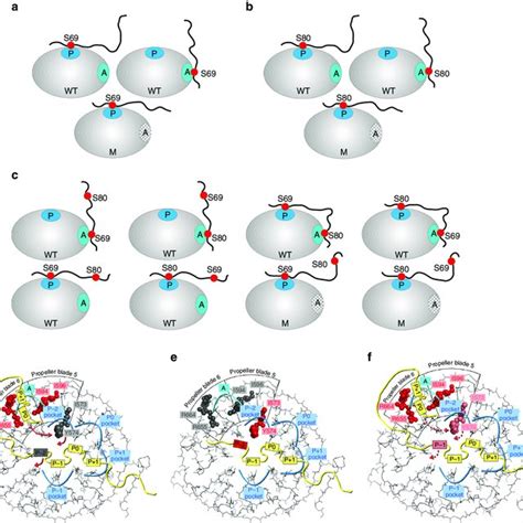 Allosteric Coupling Between Primary And Allosteric Pockets For Singly